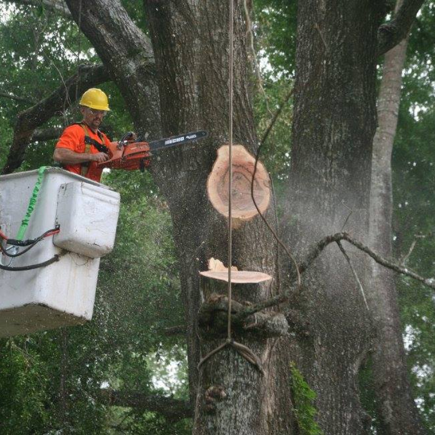 Tree Removal | Anthony & Ocala, FL | Aerial Tree Service, LLC