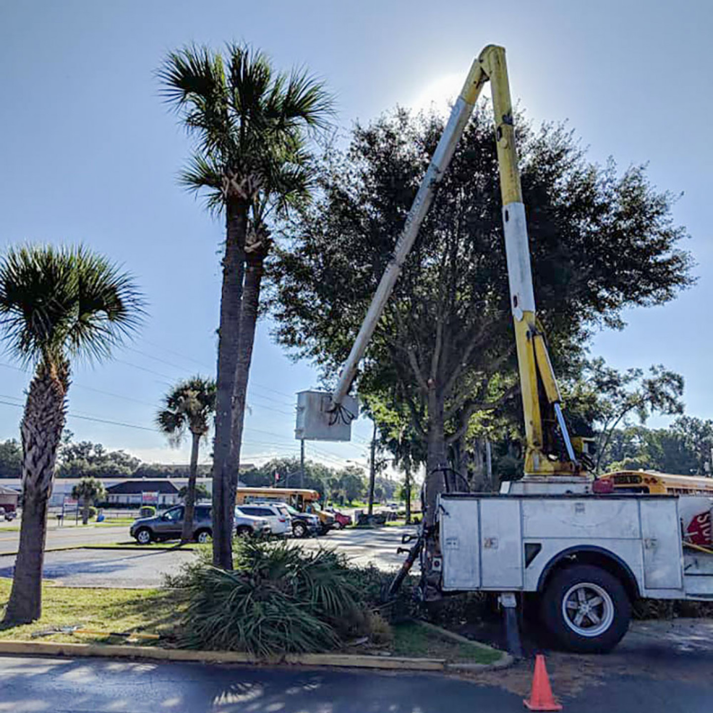 Tree Trimming | Anthony & Ocala, FL | Aerial Tree Service, LLC